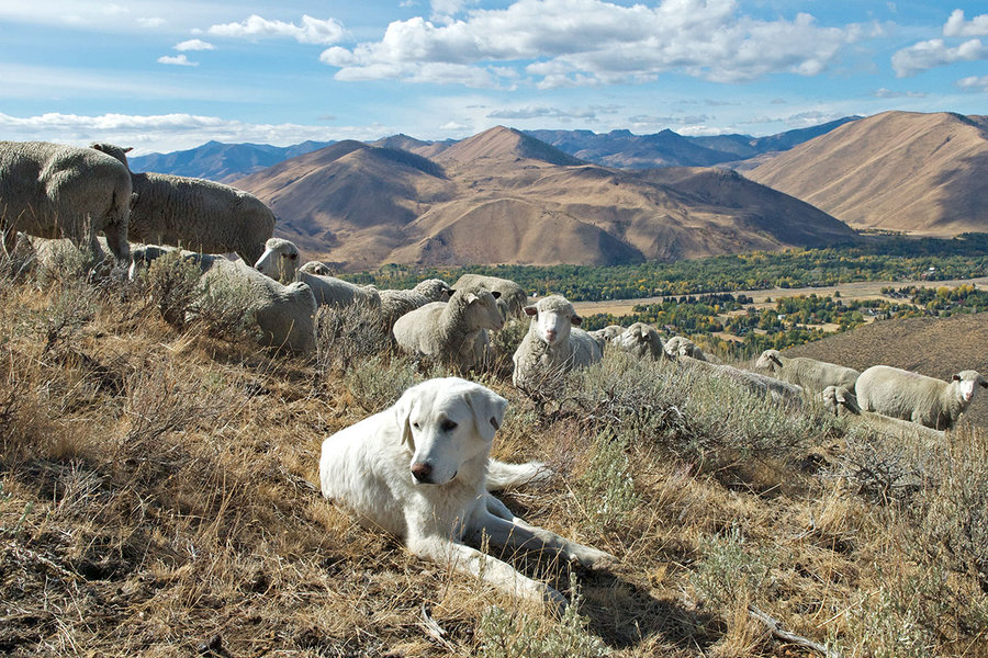 THE WESTERNER: Can Idaho wolves shed their 'big bad' reputation?