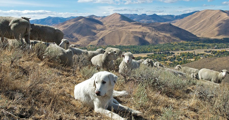 THE WESTERNER: Can Idaho wolves shed their 'big bad' reputation?