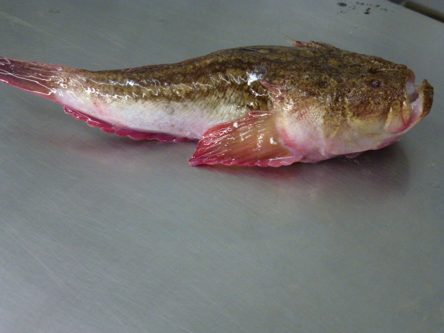 Bocchincau o Pesce prete