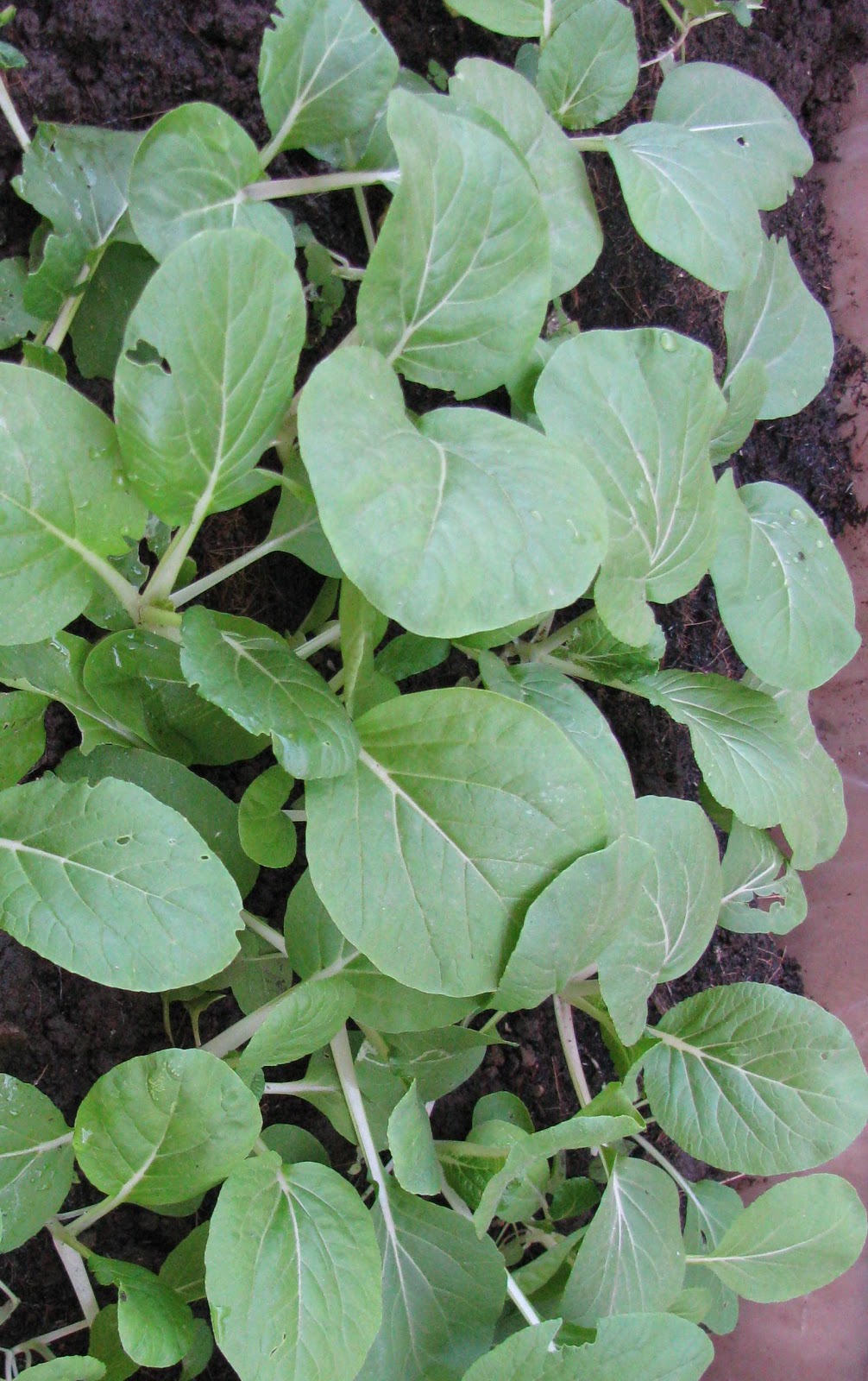 don't just sit there, SEW: oh my pechay...