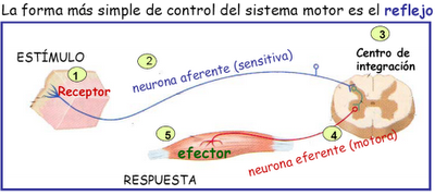 SENSOPERCEPCIÓN: NORMALIDAD, FISIOLOGÍA Y PATOLOGÍA: ¿Cómo funcionan ...