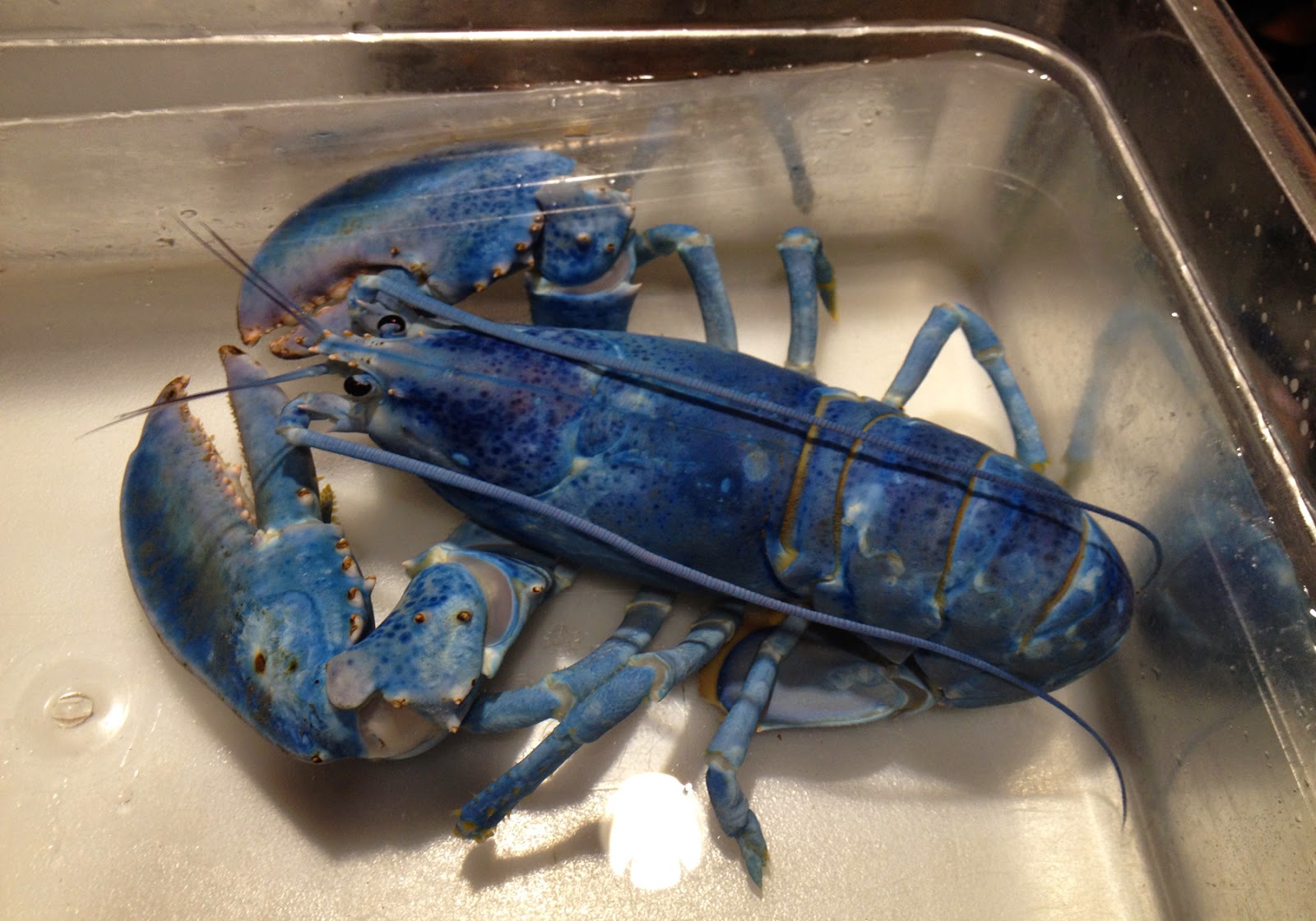 20-pound live lobster found in luggage at Boston airport : r/WTF