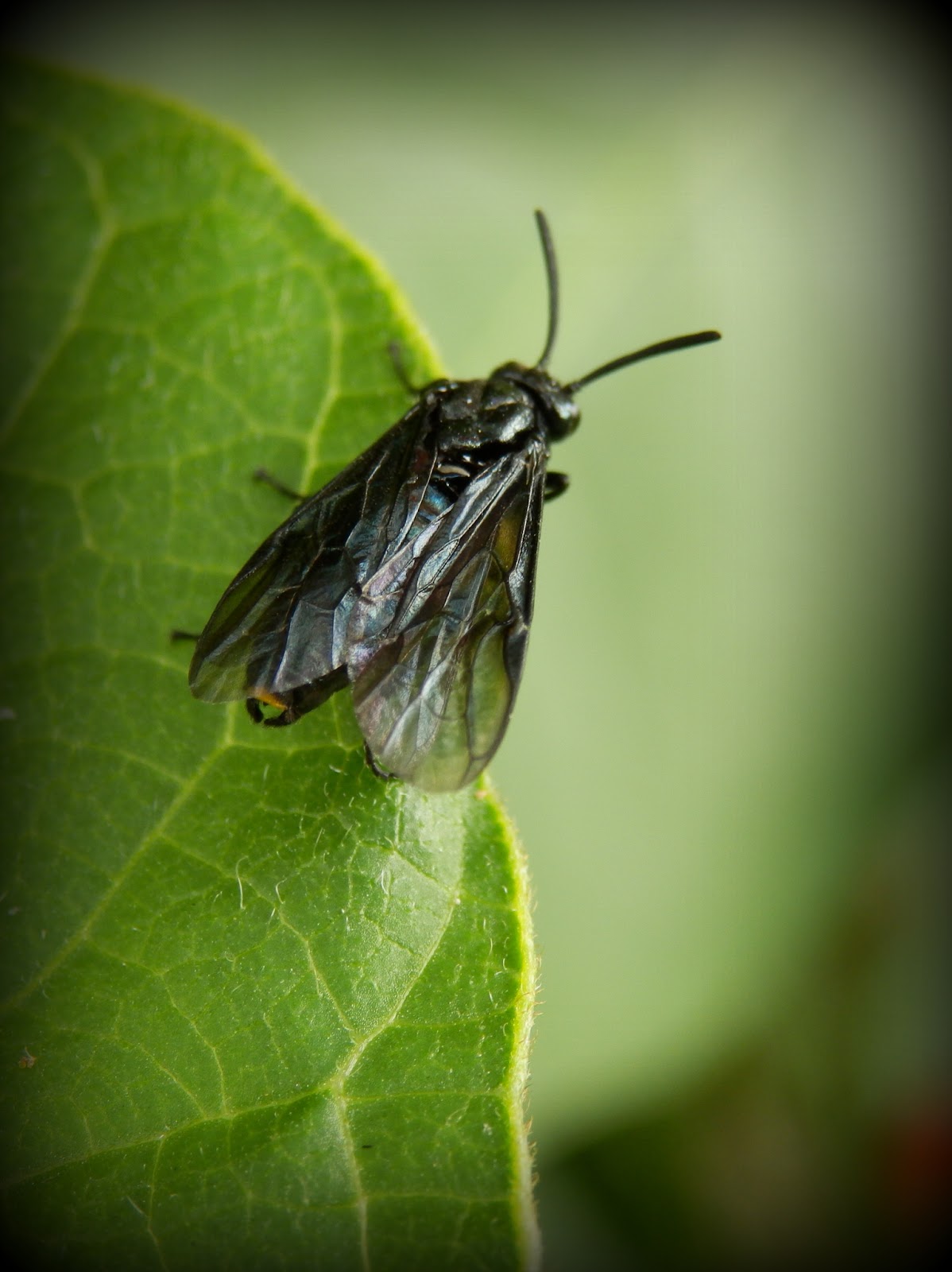 Unidentified Flying Insects