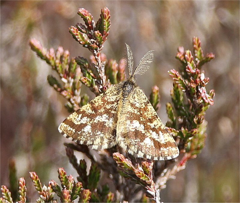 Murfs Wildlife : Common Heath Moth