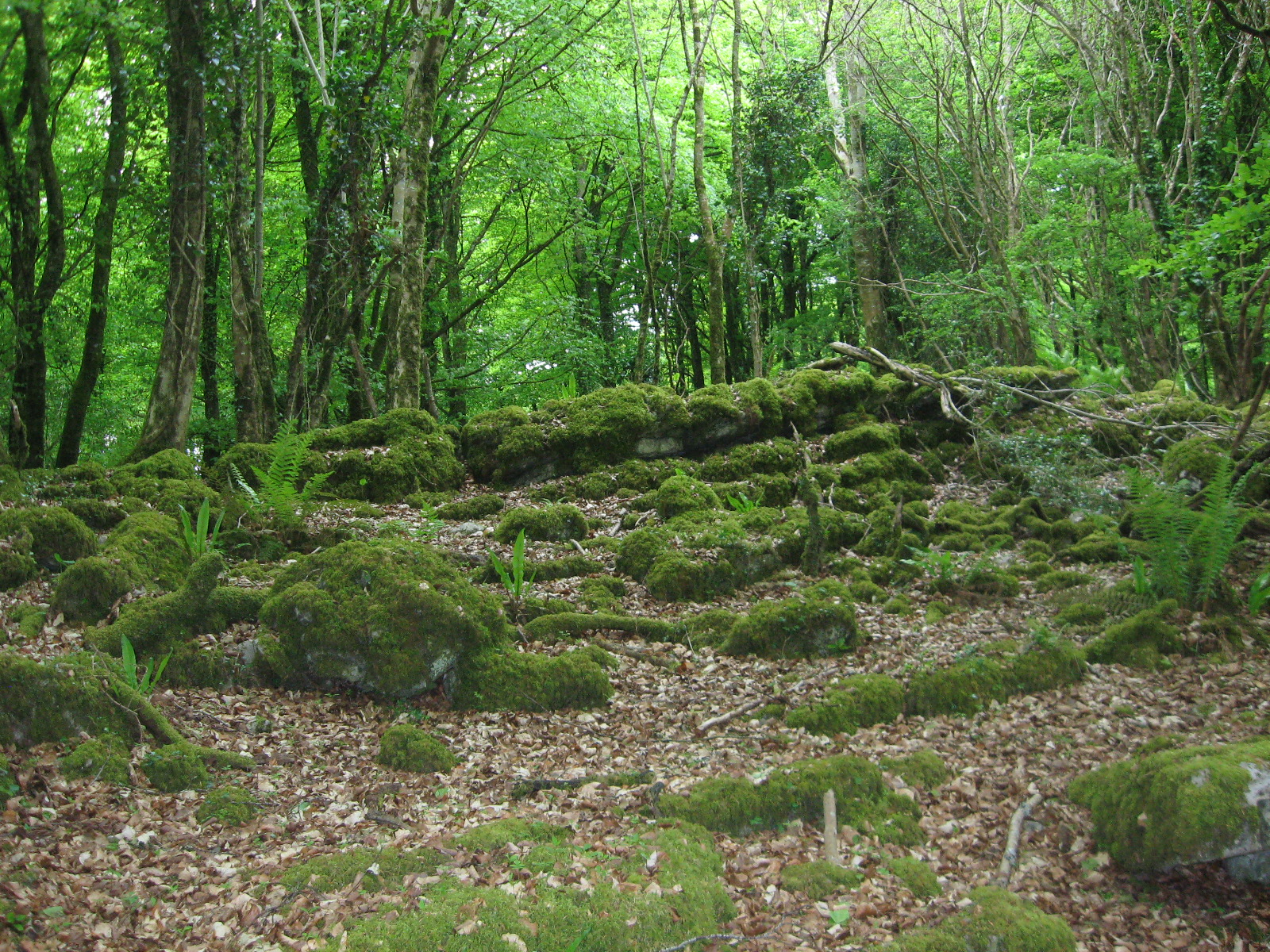 Muse...ings: The Forest Primeval