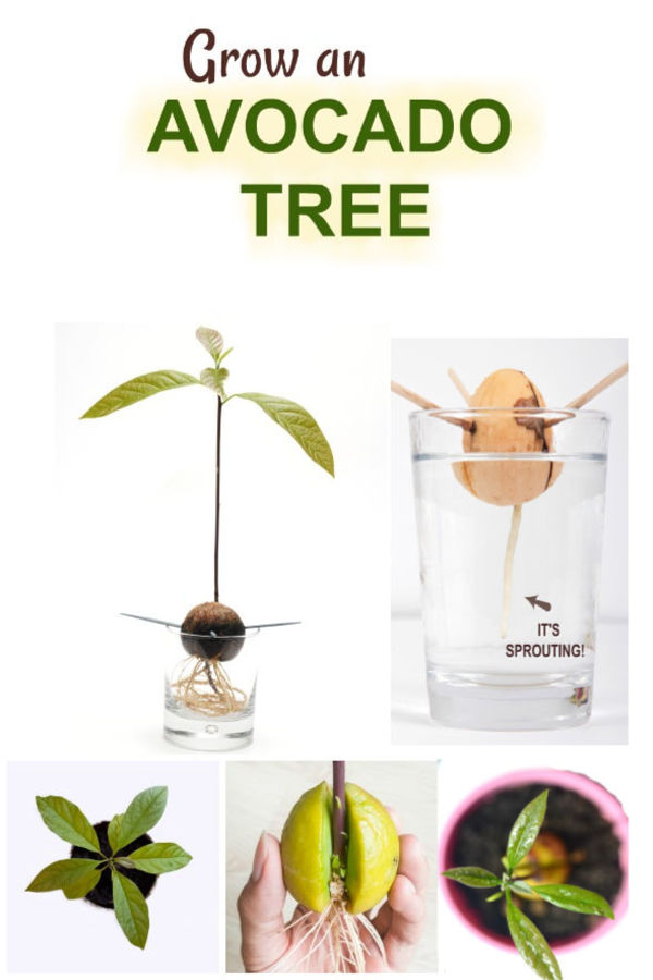 Grow Avocado Tree