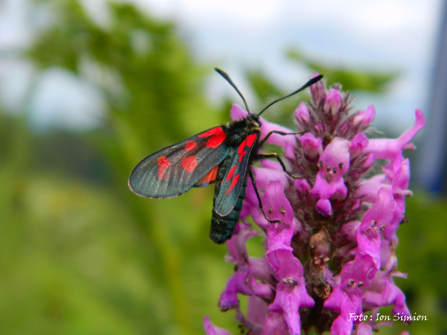 De vorba cu mine însumi: Le temps des fleurs - VIII