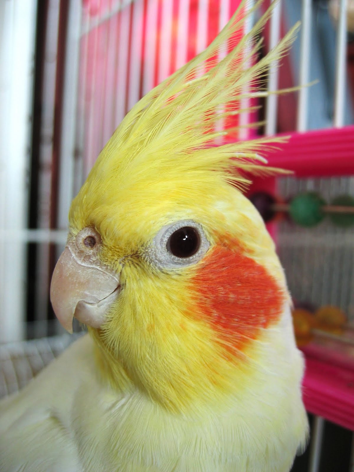 Cheiro de Bicho: Calopsita ou Caturra // Nymphicus hollandicus.