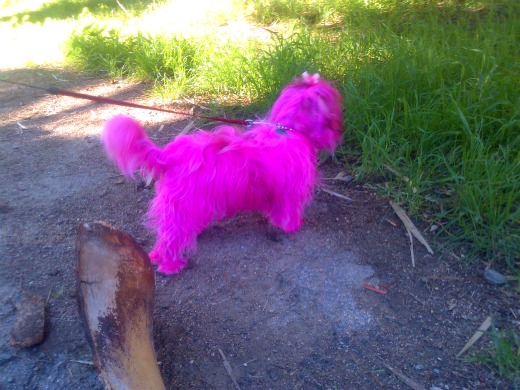 Get it in pink - Everything pink: Pink dog