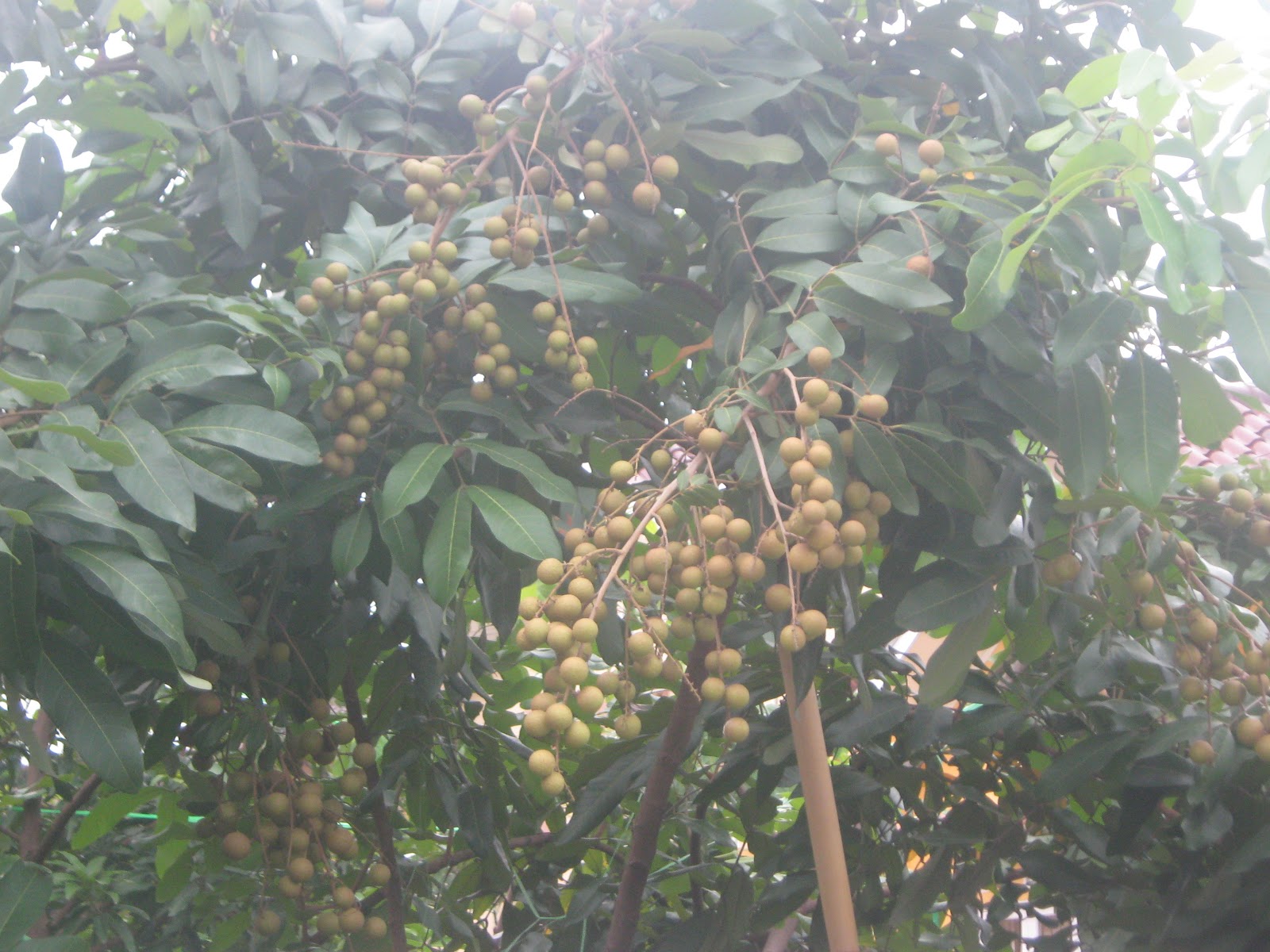 Azraku: Menanam Lengkeng