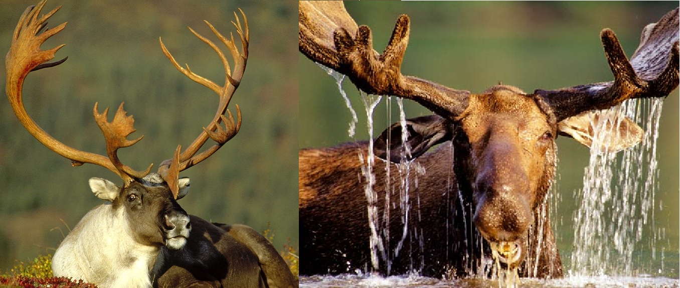 Animals of the world: Alce vs Reno o Caribu