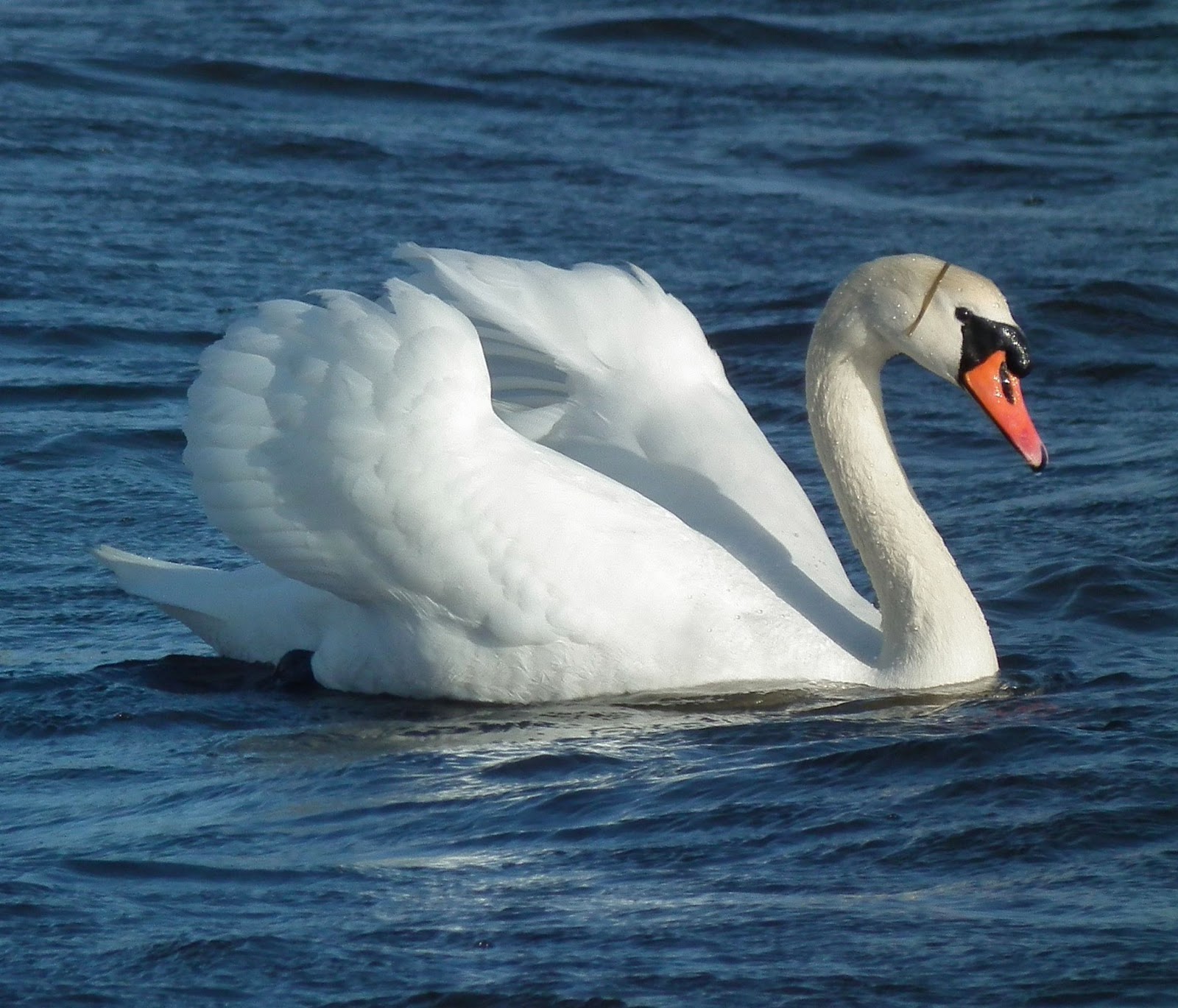 The Things I Enjoy: A swan couple in search of food
