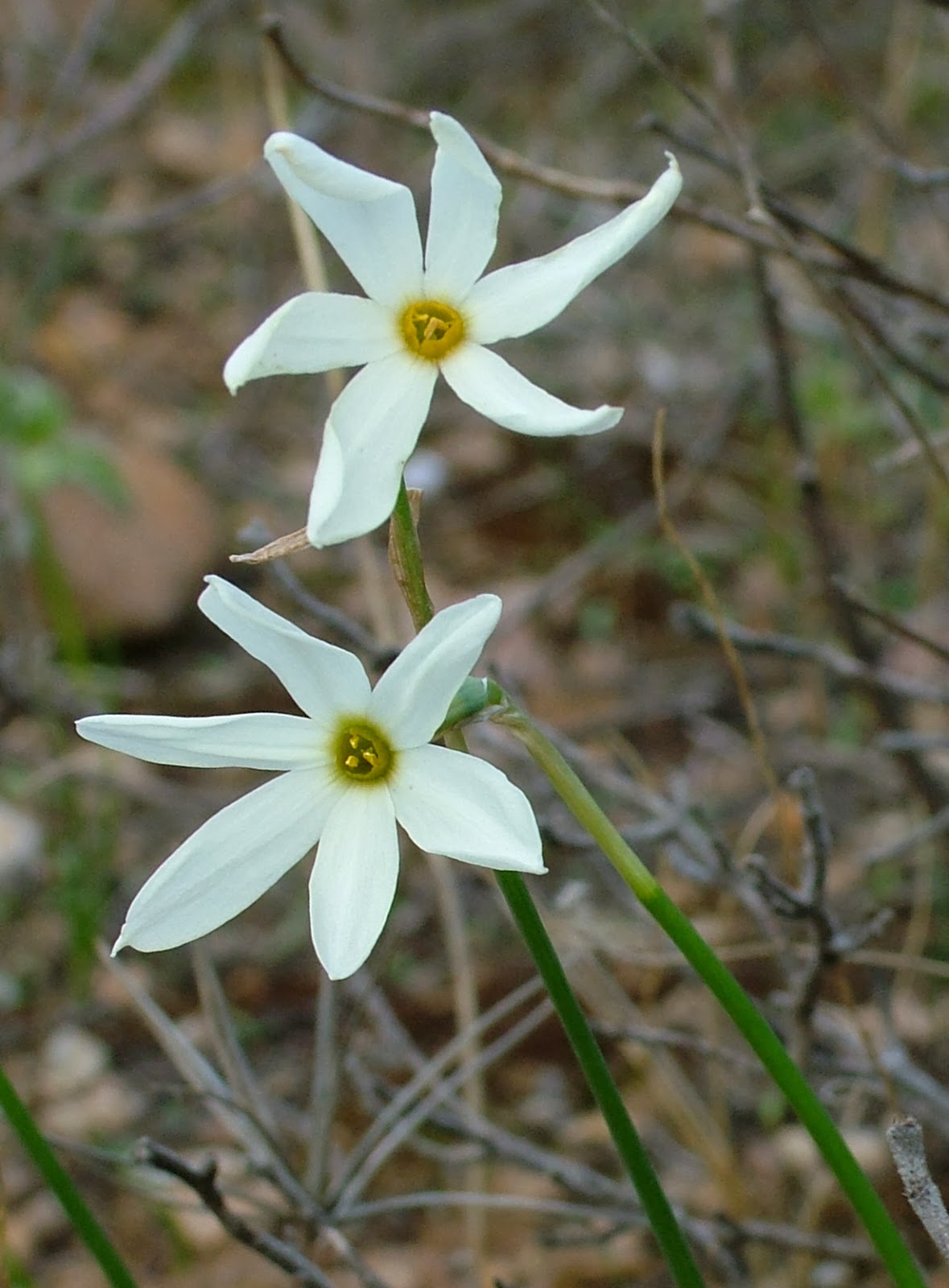 Flowers of Ymittos & Parnitha: AMARYLLIDACEAE