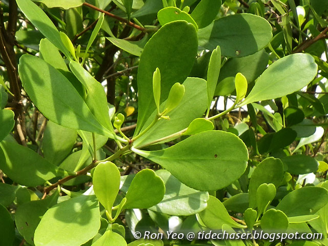 tHE tiDE cHAsER: Teruntum Putih (Lumnitzera racemosa)