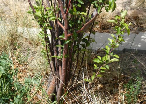 Nature Abhors a Garden: Apple Suckers