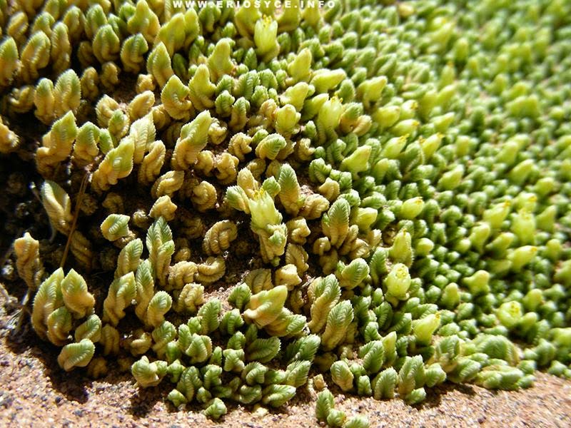 Yareta or Llareta – The 3,000 Years Old Plant