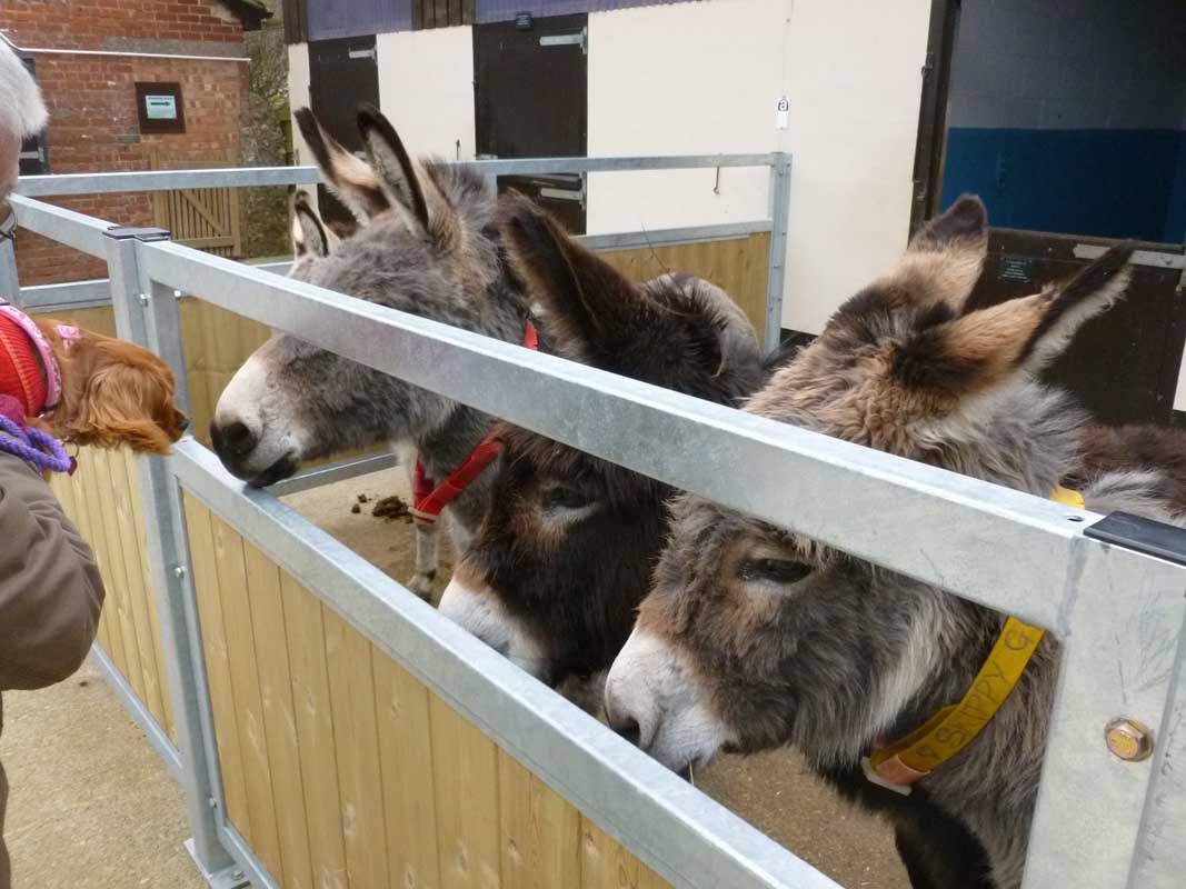 Soggibottom: Donkey Managment for pups