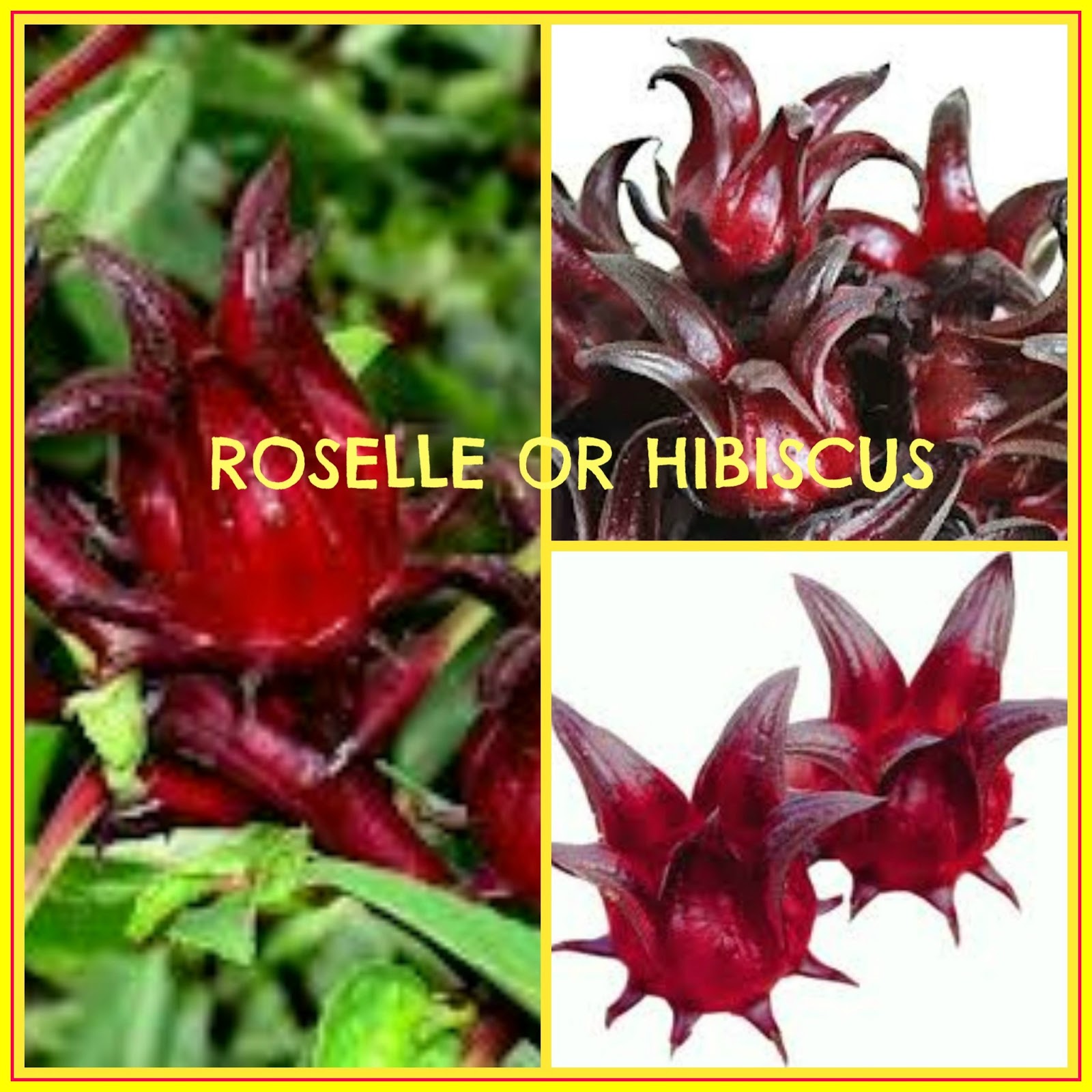 USHA'S KITCHEN: Roselle (plant) | Hibiscus