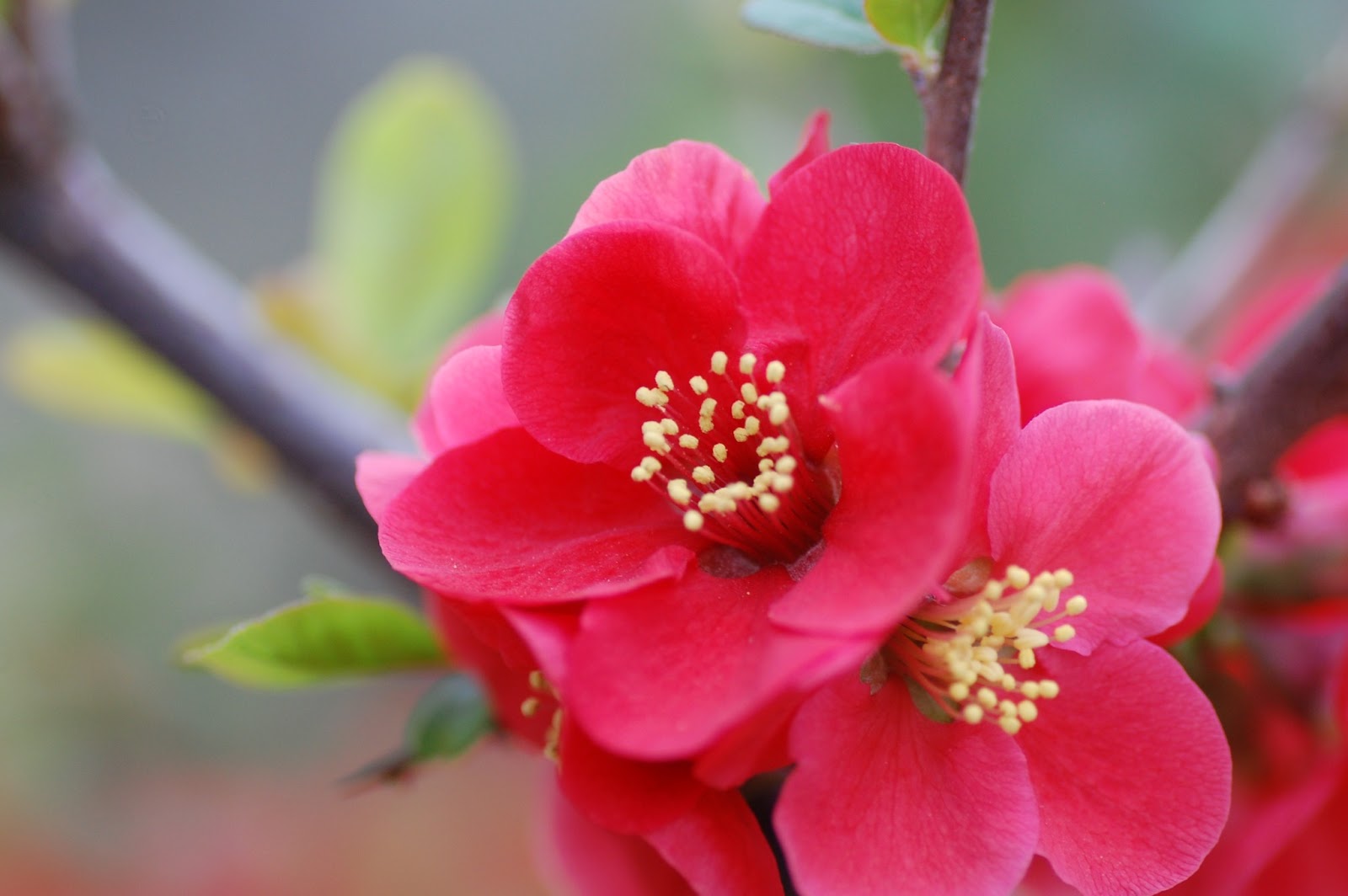 季節の風景: マクロ撮影（まっかなボケの花）