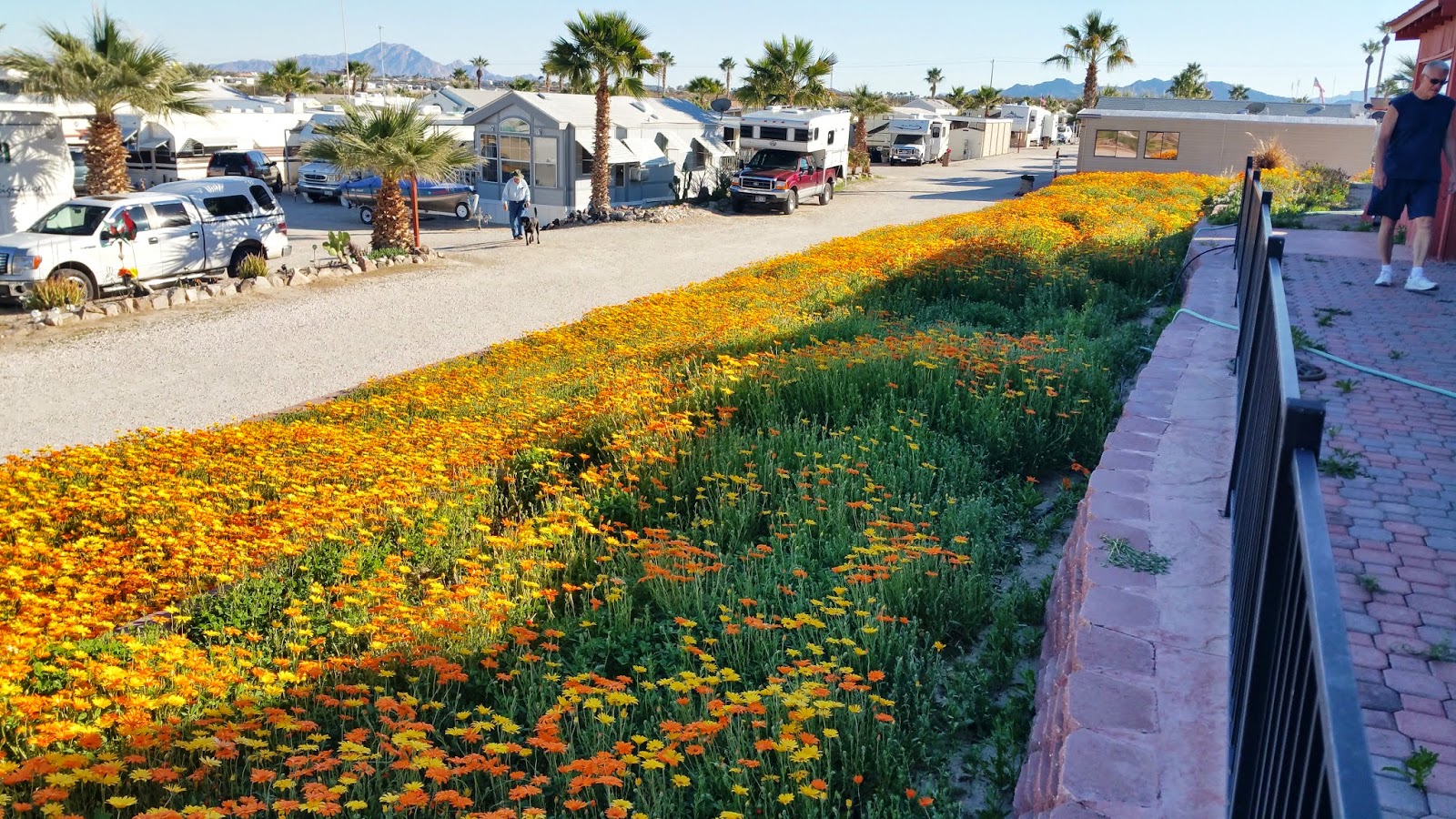 Tales of the Way: Wellton, Arizona Pioneer Day