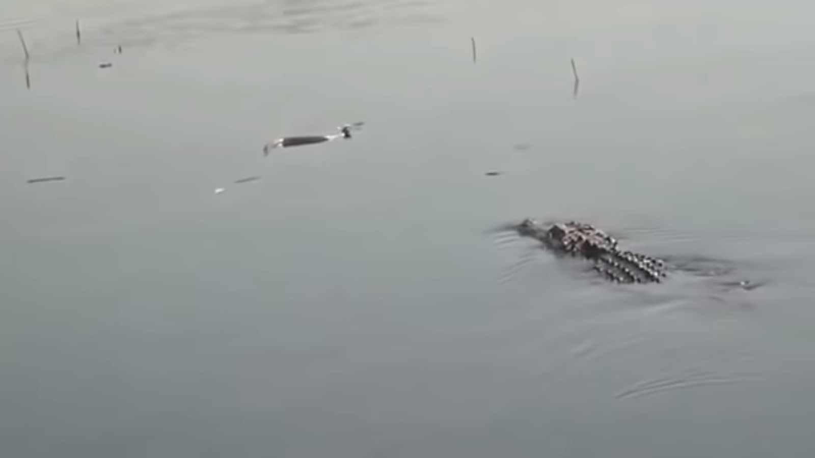 caimán vs anaconda, lucha por el territorio - LaNotaViral.Com