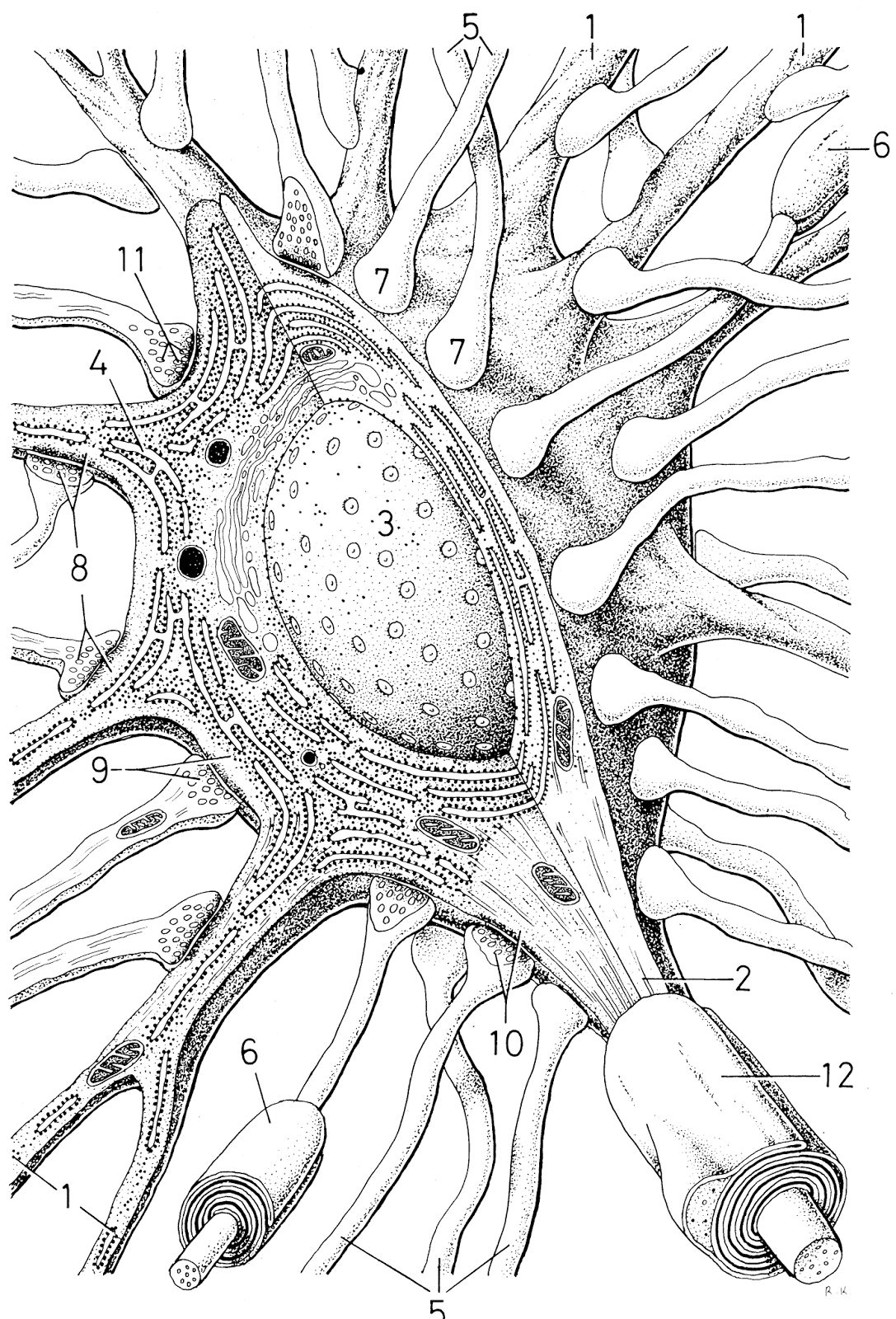 Café y Biología: Lección 31 Tejidos del cuerpo humano Tejido Nervioso