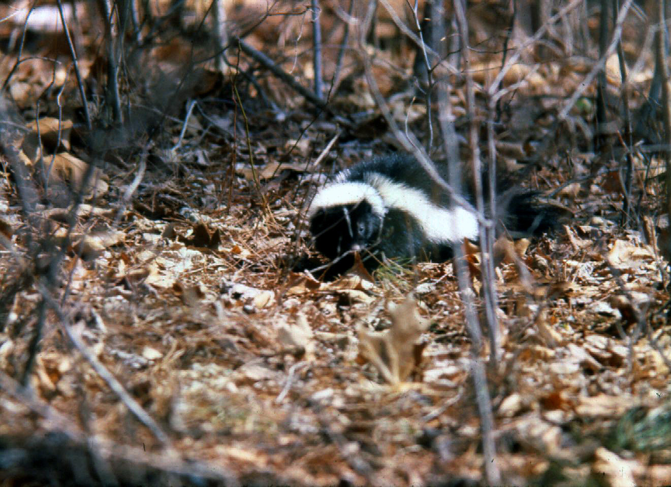 Field Biology in Southeastern Ohio: Log Cabin Hollow and Forest Ecology