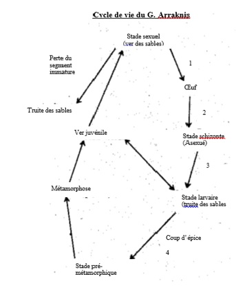 Dune-de-tome-en-tome: Shai-Hulud (Les vers des sables géants)