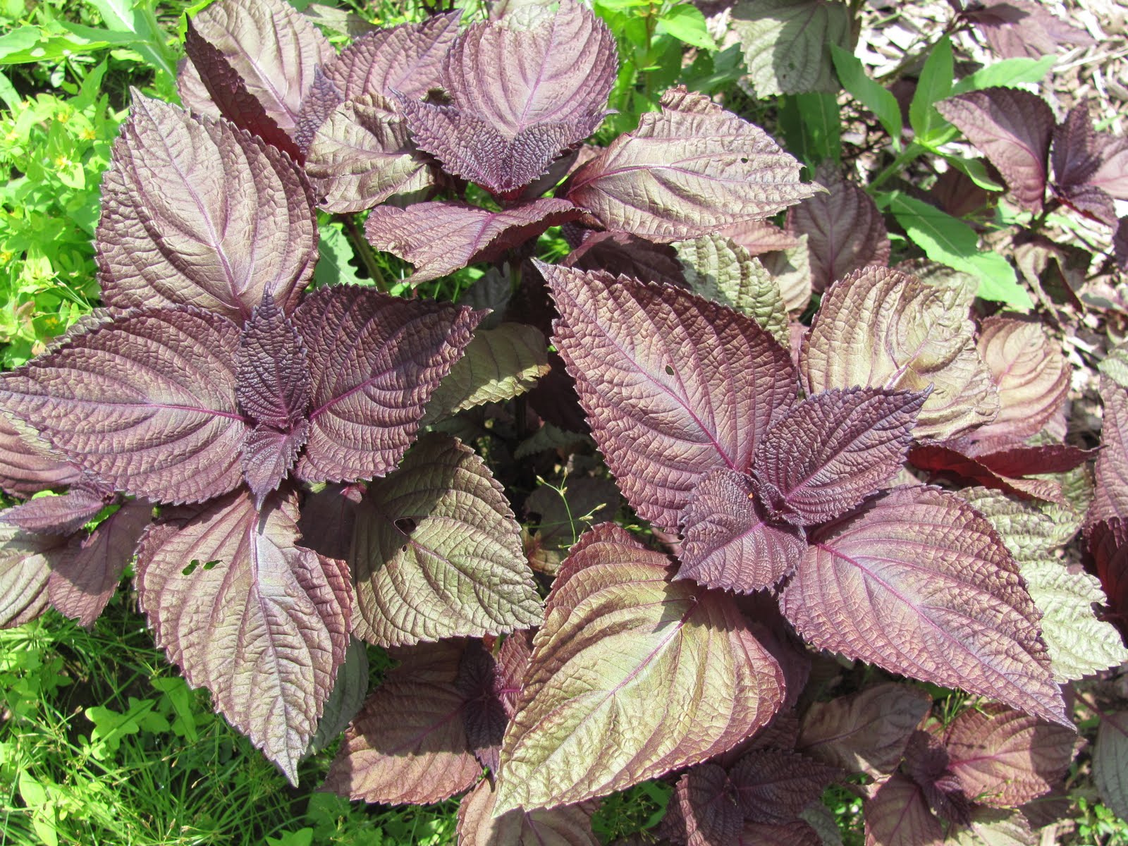 Olive and Oud: Shiso syrup; tincturing and infusing