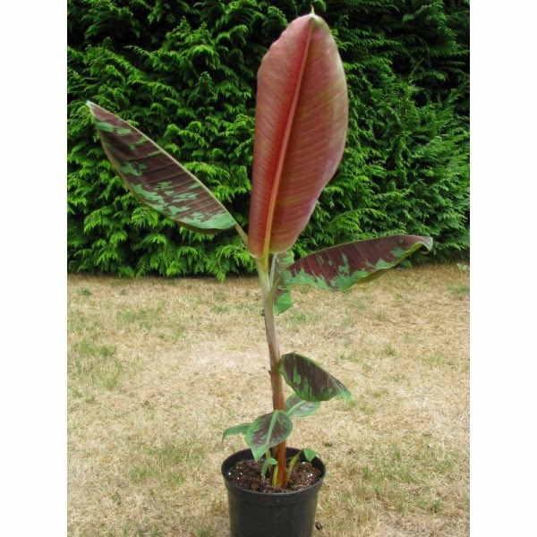 PlantWerkz: Musa Sumatrana - Blood Banana