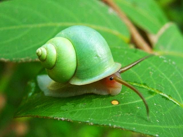 TELUGU WEB WORLD: Some of the most beautiful snails you've ever seen!
