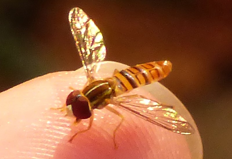 The Bulldog Fetch: Corn Flies in the Midwest