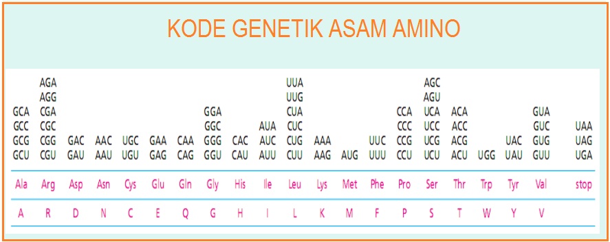 BIOLOGI GONZAGA: KODE GENETIK