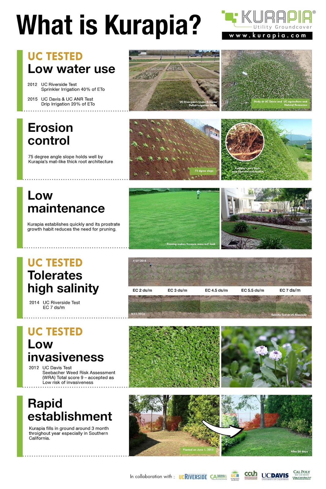 Kurapia® - UC Tested, Science Behind Water Efficient Groundcover ...