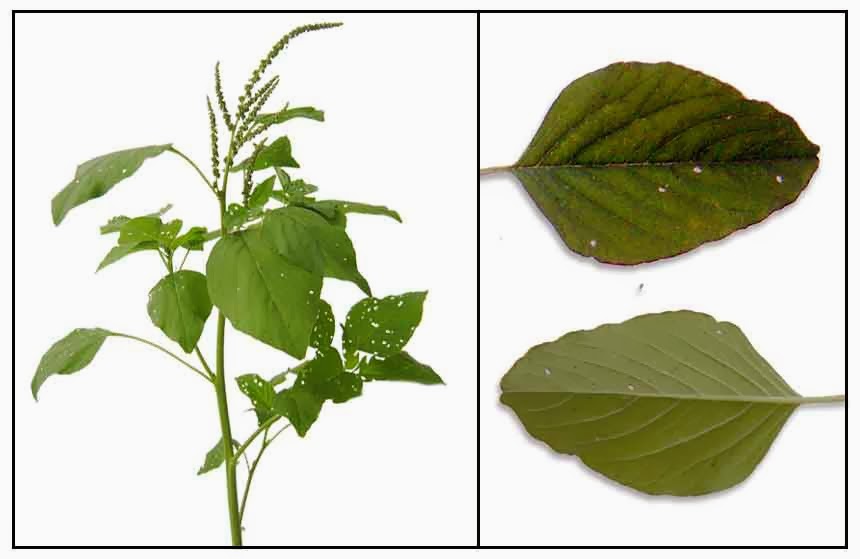 Herbologia Mística: Não arranque! Caruru Cura, Caruru se come!