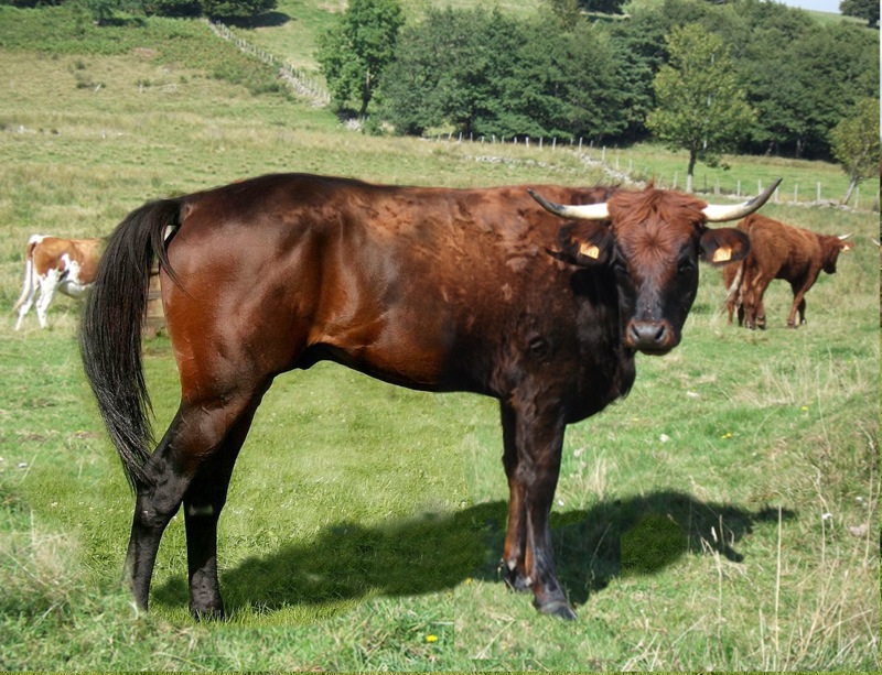 cyberImage: Ces drôles d'animaux