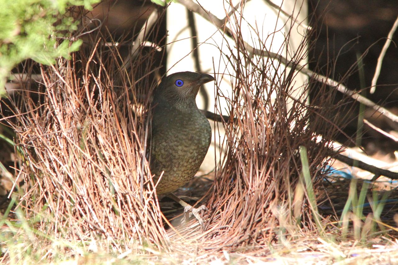 Pete's Flap Birding Aus: Satin bowerbirds in active bower, Wee Jasper