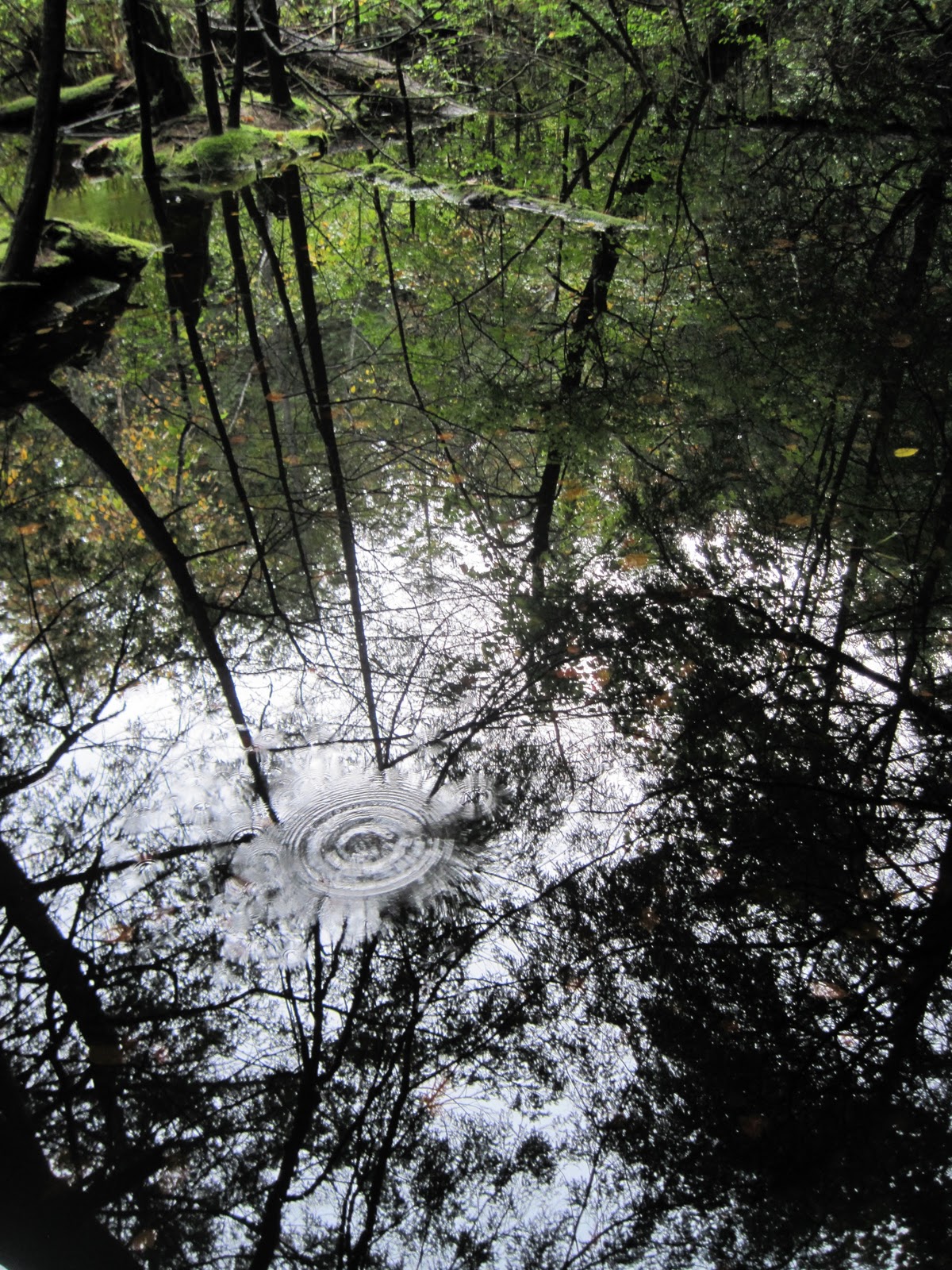 RavenWood Forest: Whirling Water and Tinkling Drops