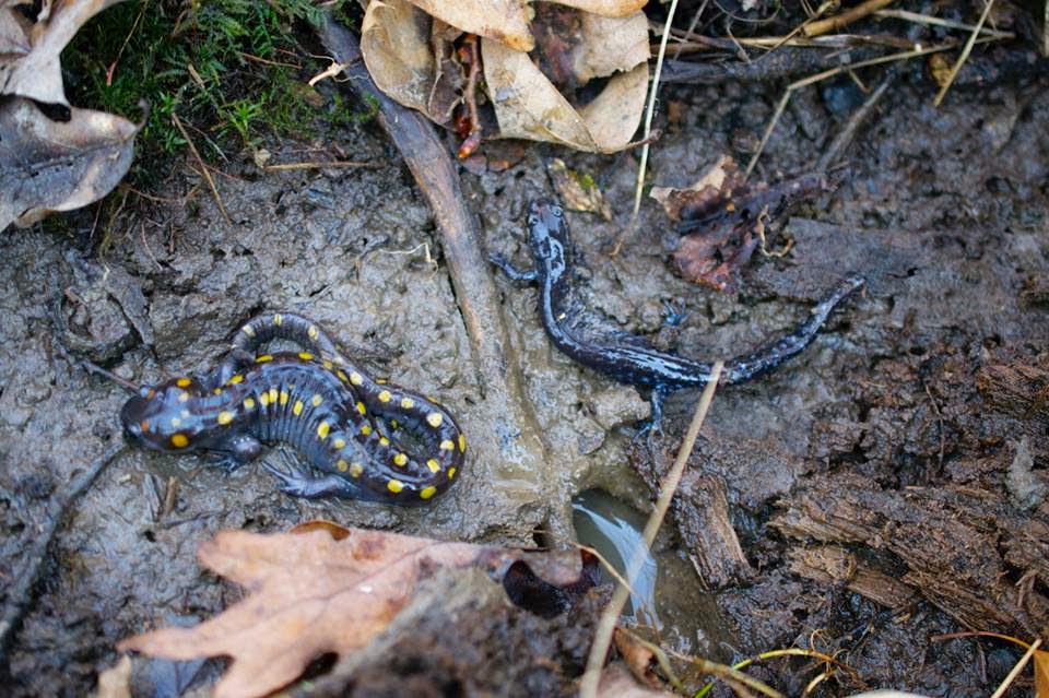 Herpedex: All the Herps I Have Seen In The Wild: Herping in Will County ...