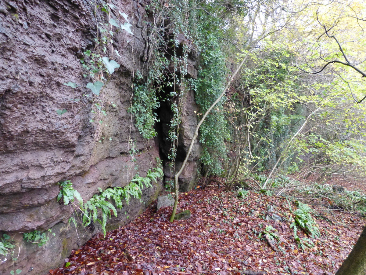 South Wales Bryophytes: Radyr Quarry