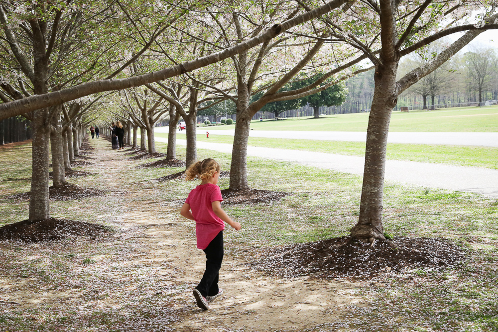 Cherry blossoms at Red Wing Park (and some springtime favorites ...