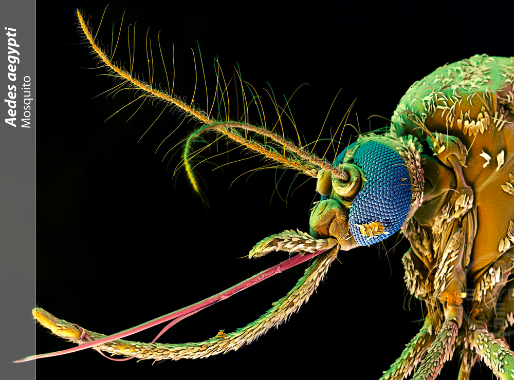 Bayer Animal Health: Raise Awareness on Vector-Borne Diseases on World ...