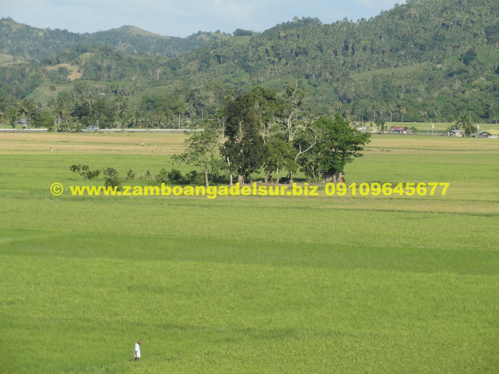 Zamboanga del Sur Properties: FOR SALE:1.9 HECTARES RICE-FIELD AT ...