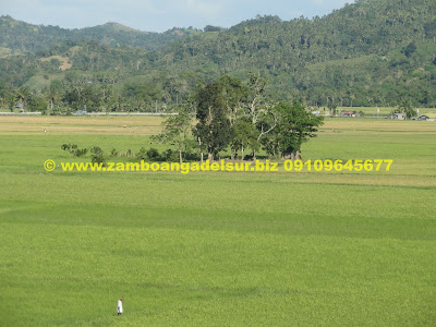 Zamboanga del Sur Properties: FOR SALE:1.9 HECTARES RICE-FIELD AT ...
