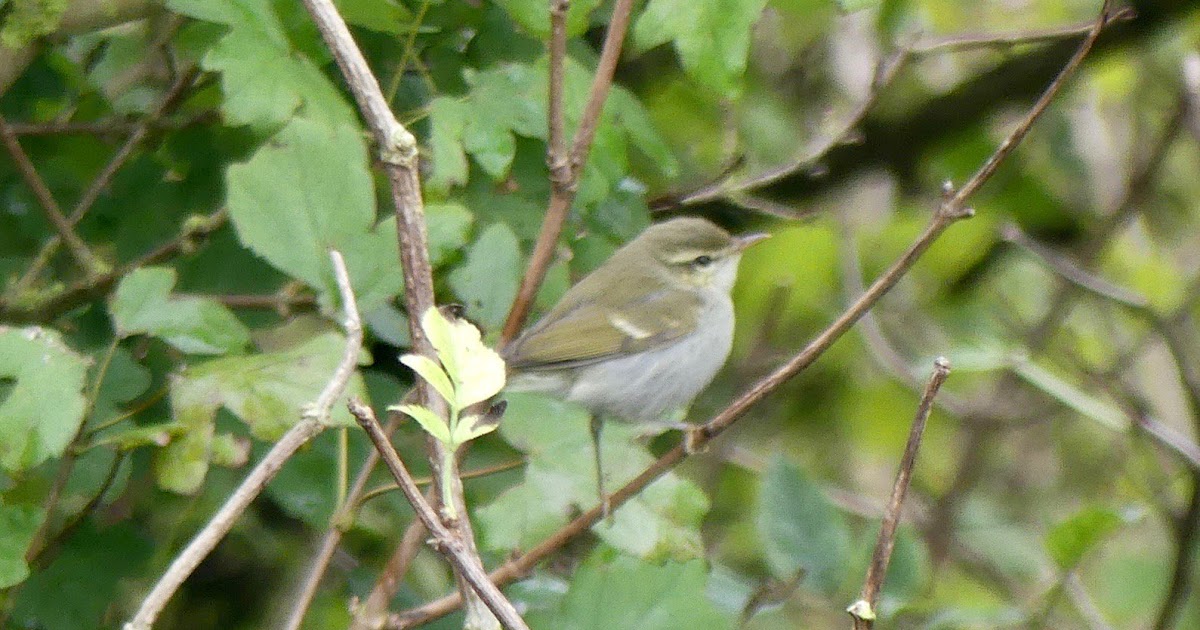 Robs Birding Blog: Two Barred Greenish Warbler in Dorset