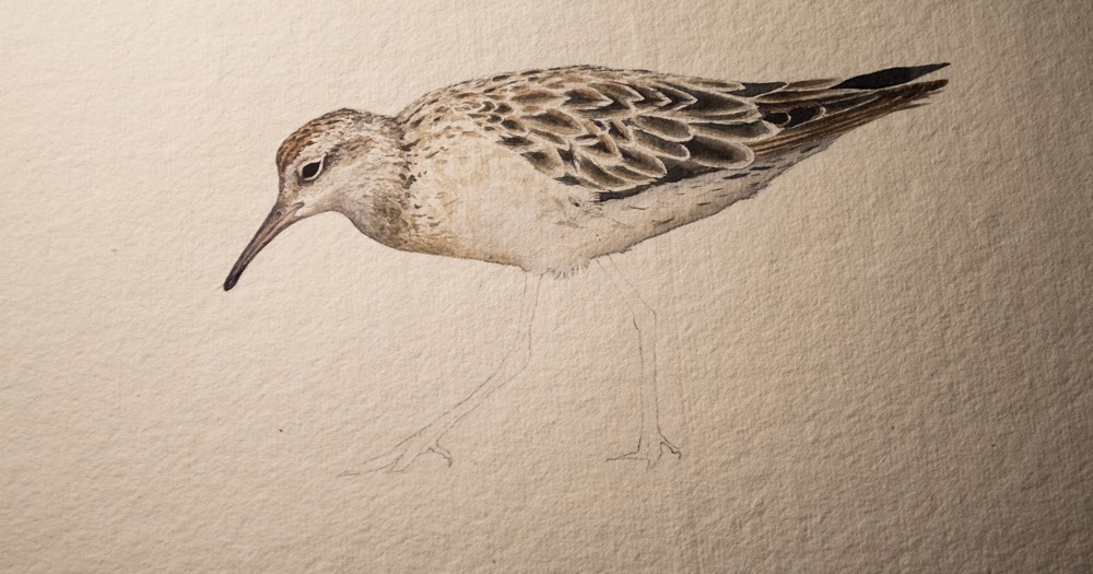 Matteo Grilli Wildlife Art: Demonstrations at the Gallery