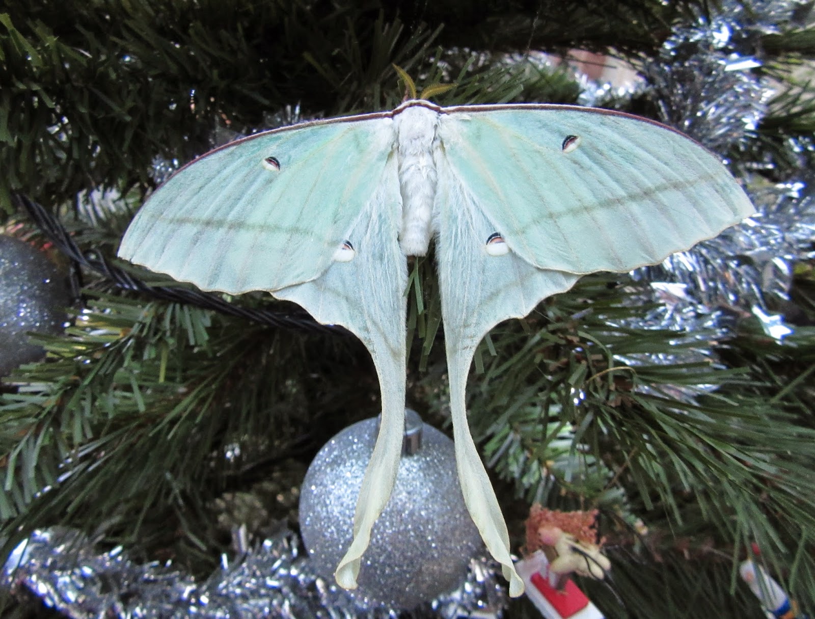 Bug Mad Girl: Moon moths on your Christmas tree
