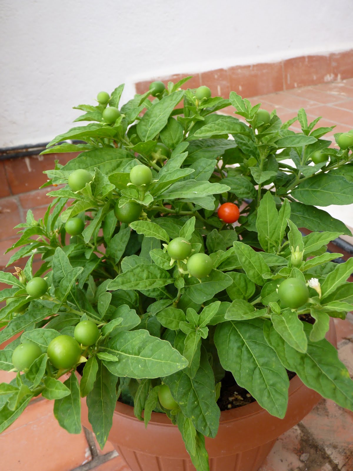 Brick lane: MI NARANJO CHINO
