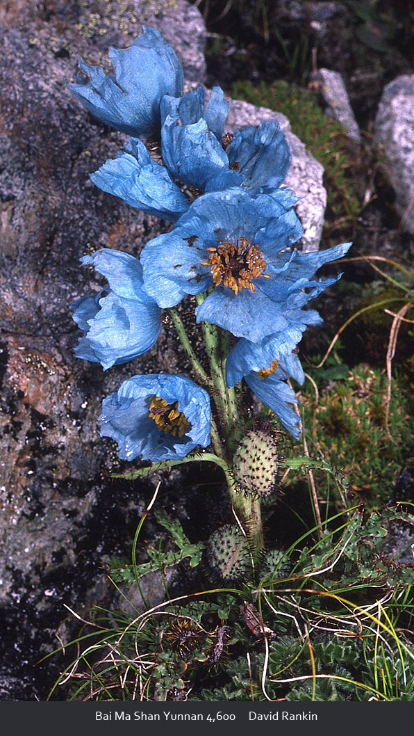 Meconopsis World - A Visual Reference: Meconopsis speciosa