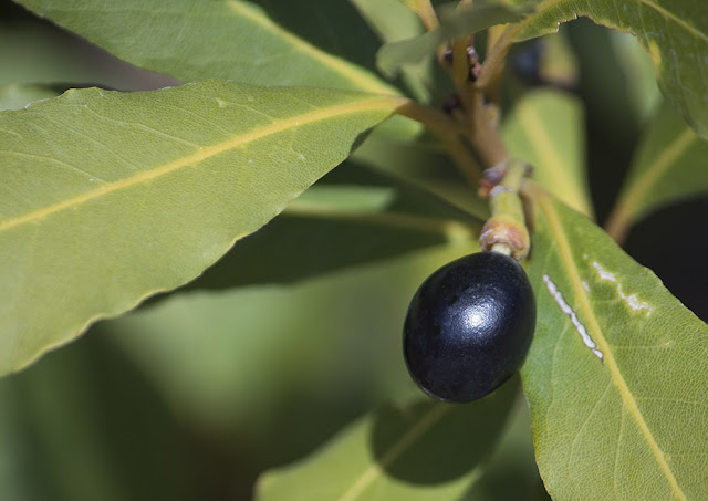 Espacios Plurales: Las bayas o frutos del laurel en cosmética y sanidad